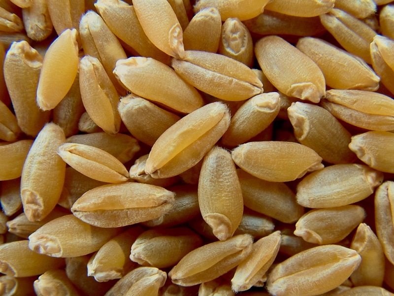 Assosementi, World Pasta Day: Calano le superfici di frumento duro e ... Assosementi, World Pasta Day: Calano le superfici di frumento duro e ...