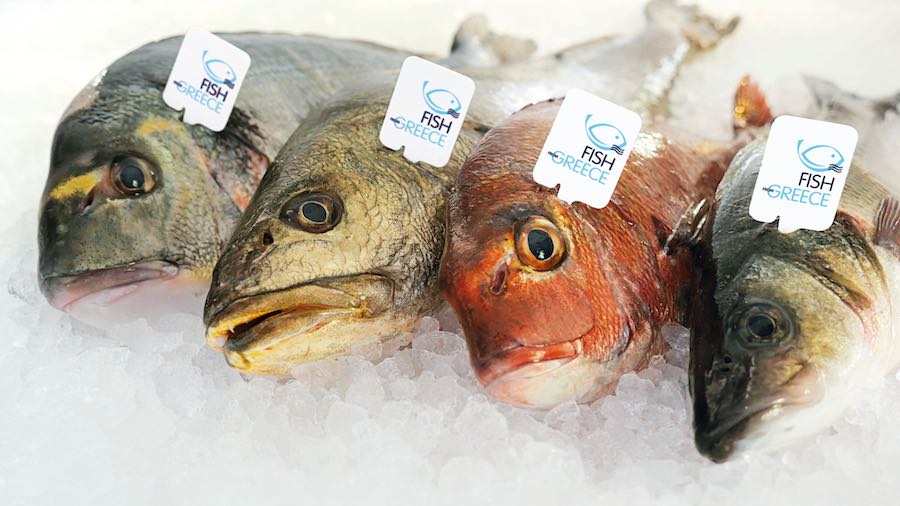 Fish from Greece: il miglior alleato per iniziare l’anno con gusto e ...
