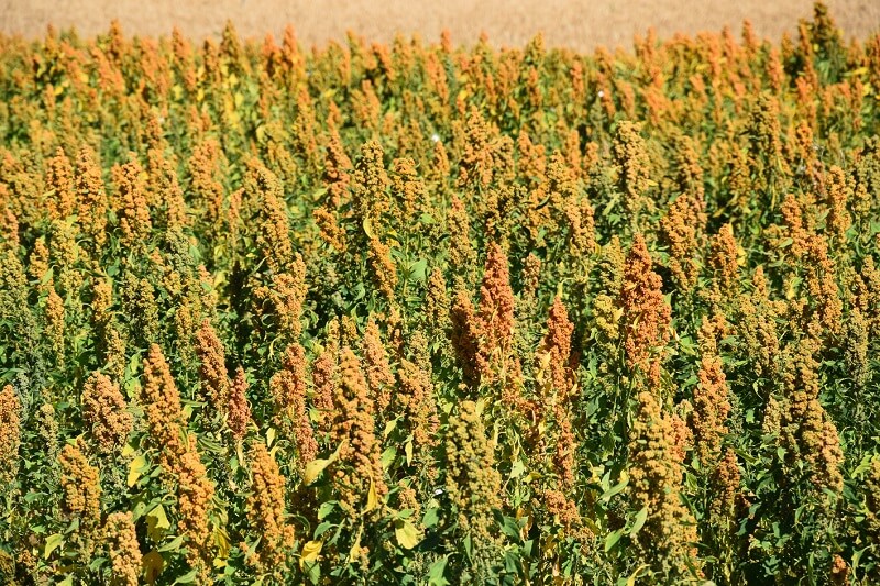 Dalle Ande all’Italia, ecco la quinoa nostrana: si chiama “Quipu”